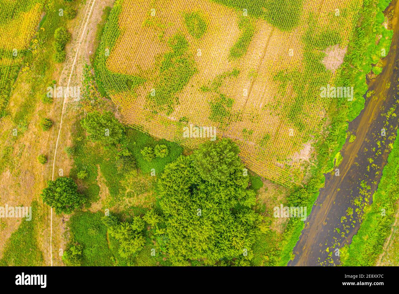 Top view of park, Natural grass texture Stock Photo - Alamy