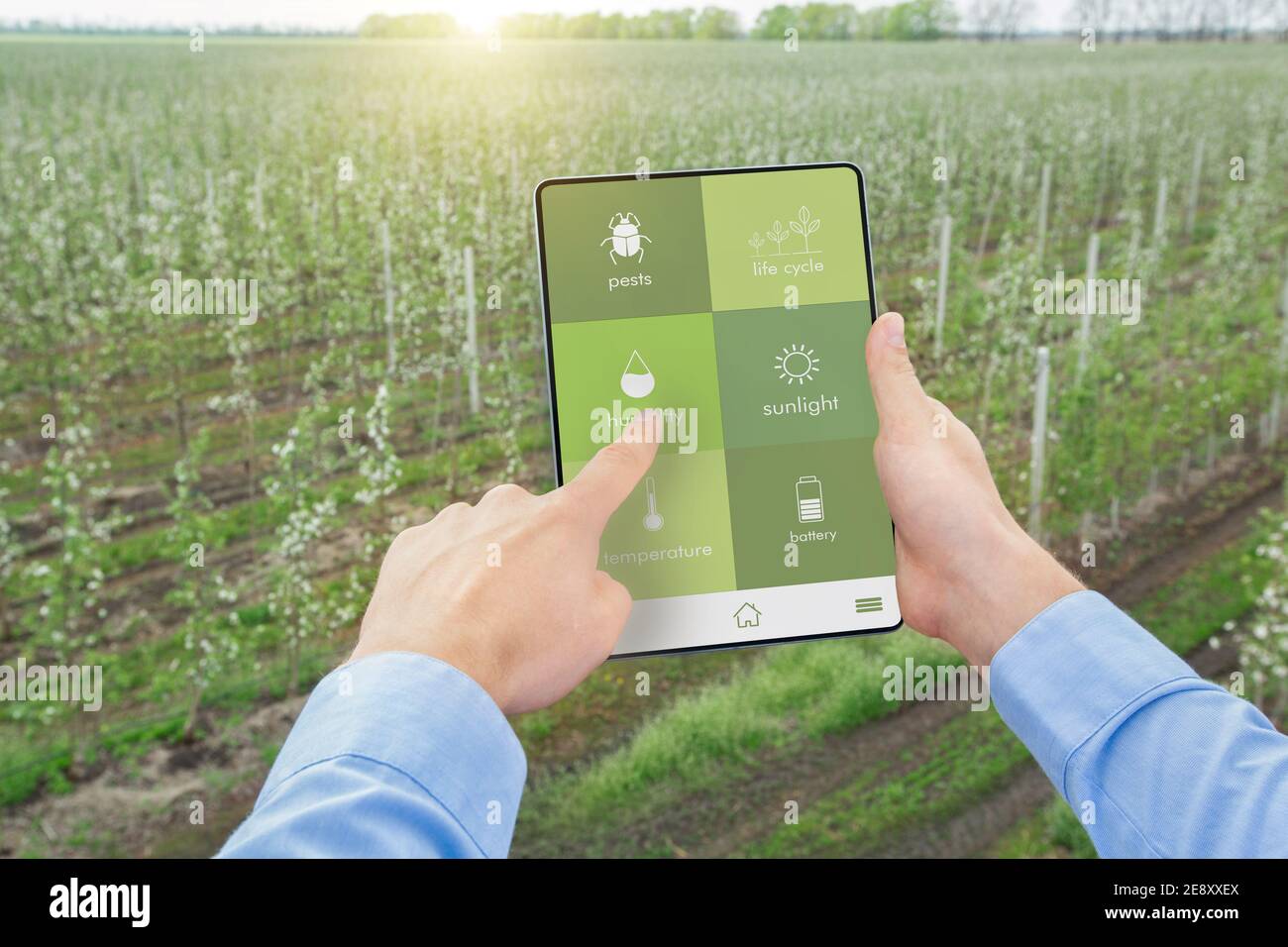 Smart garden. Agrotechnician using touch pad to control harvest growing ...
