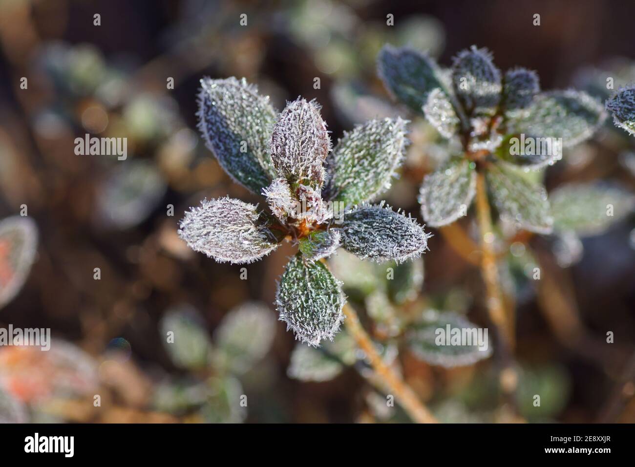 Azalea (Rhododendron section Tsutsusi. Subgenus Azaleastrum) with frost ...