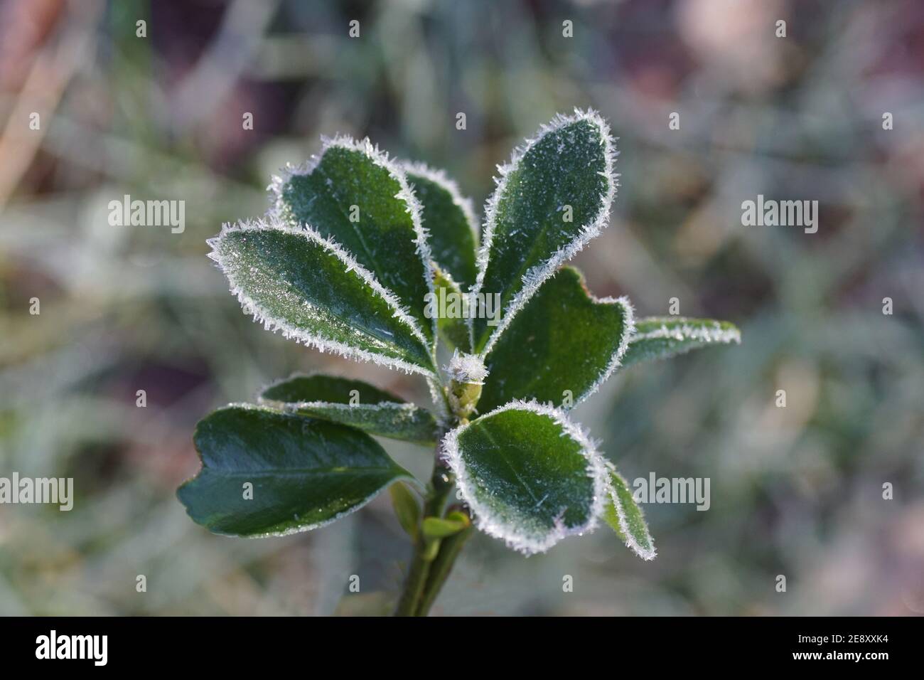 Evergreen spindle, Japanese spindle (Euonymus japonicus) with frost on ...