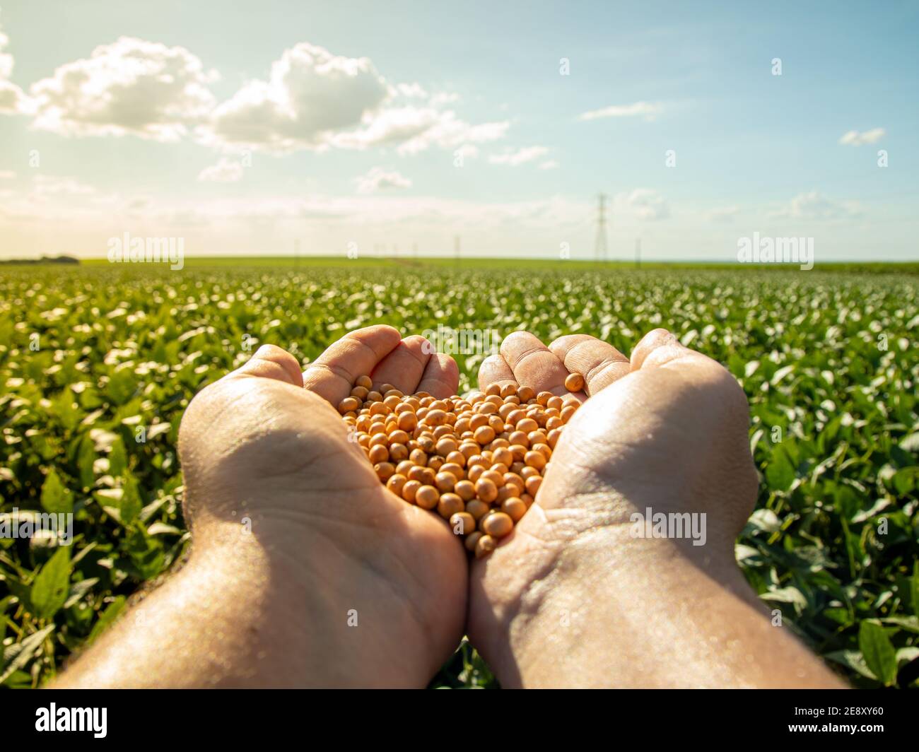 hand holding soybeans with platation and sky on the horizon and details ...