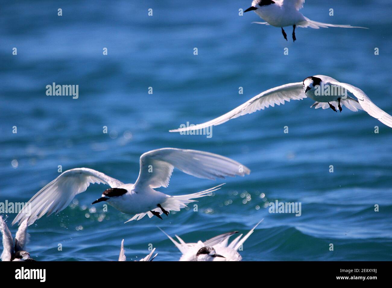 Sterna striata hi-res stock photography and images - Alamy