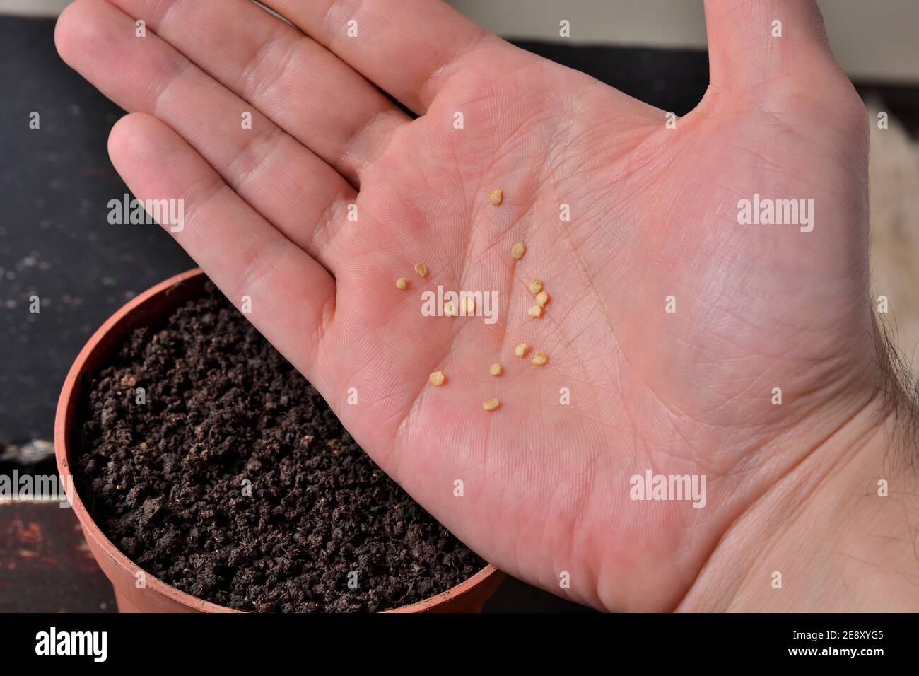 Seeds of small hot pepper in hand ready for sowing in a pot with soil ...