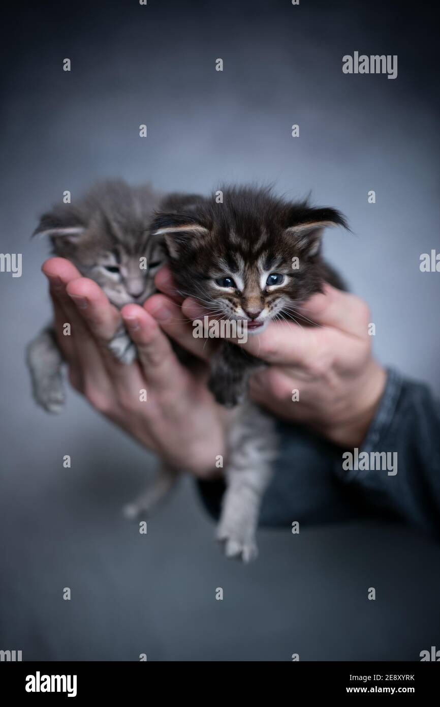 male hands holding 2 different 2 week old maine coon kittens Stock ...