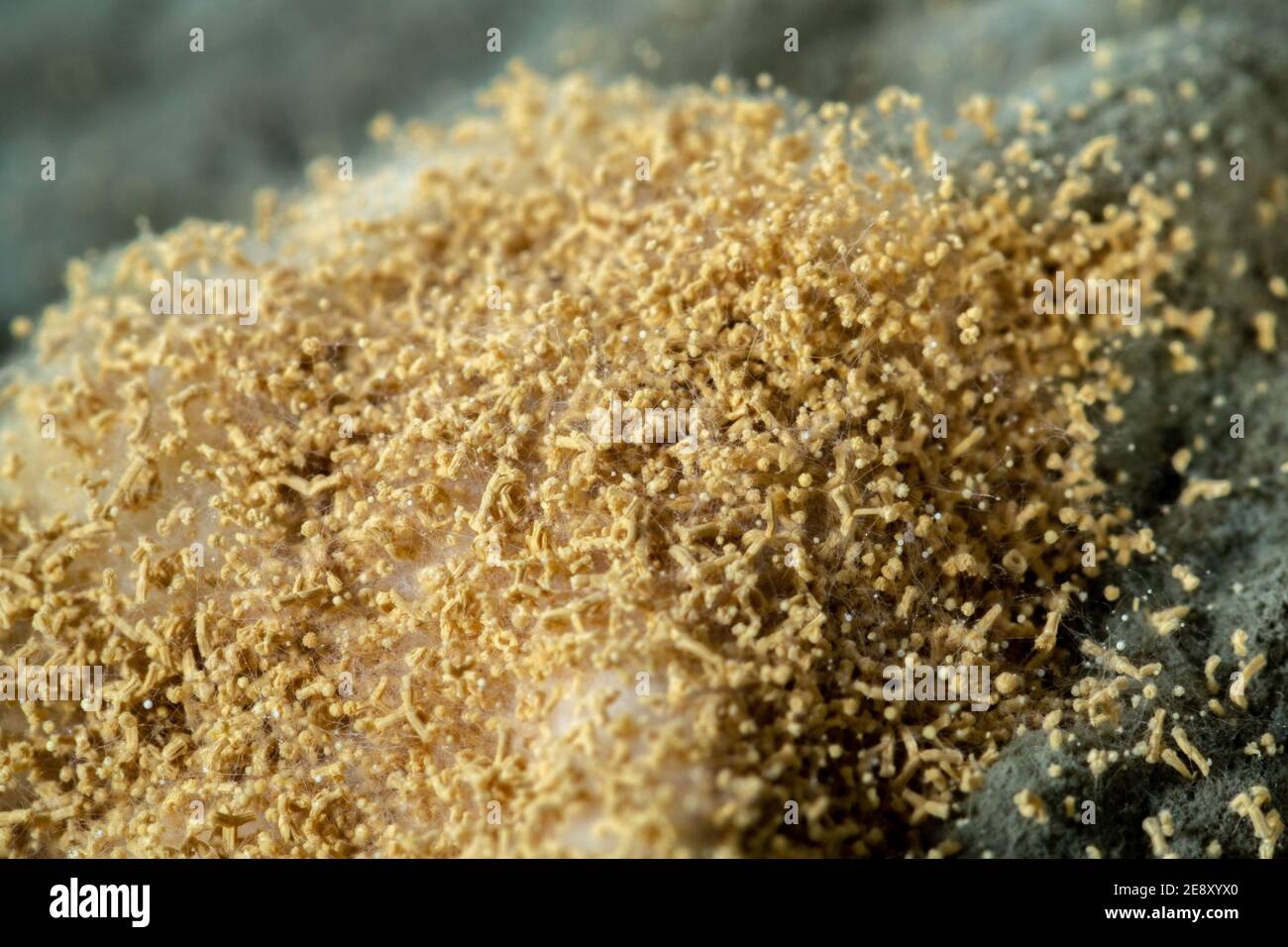 Food mold hi-res stock photography and images - Alamy