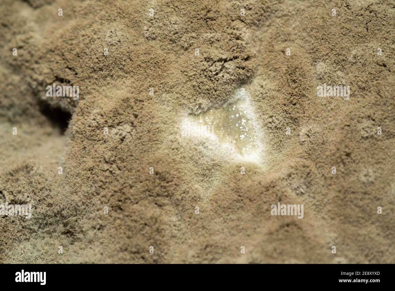 Food mold hi-res stock photography and images - Alamy