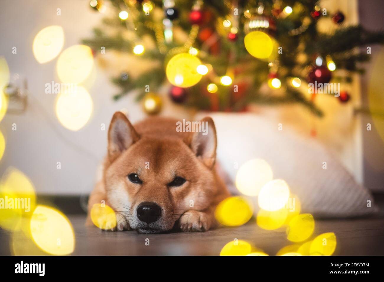 snow red shiba inu winter set Stock Photo - Alamy