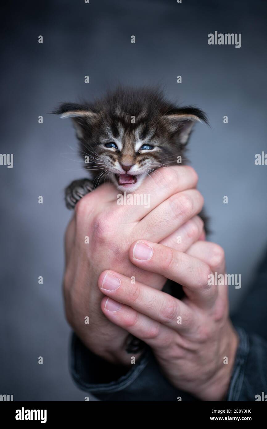 male hands holding 2 week old maine coon kitten meowing with blue eyes ...