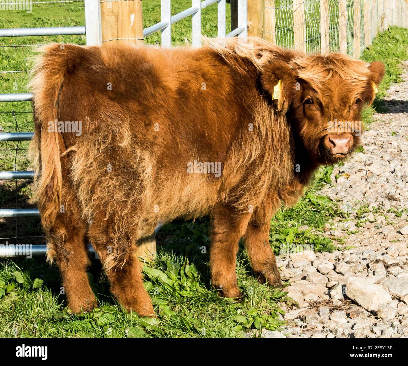 Cute baby highland cow calf hi-res stock photography and images - Alamy