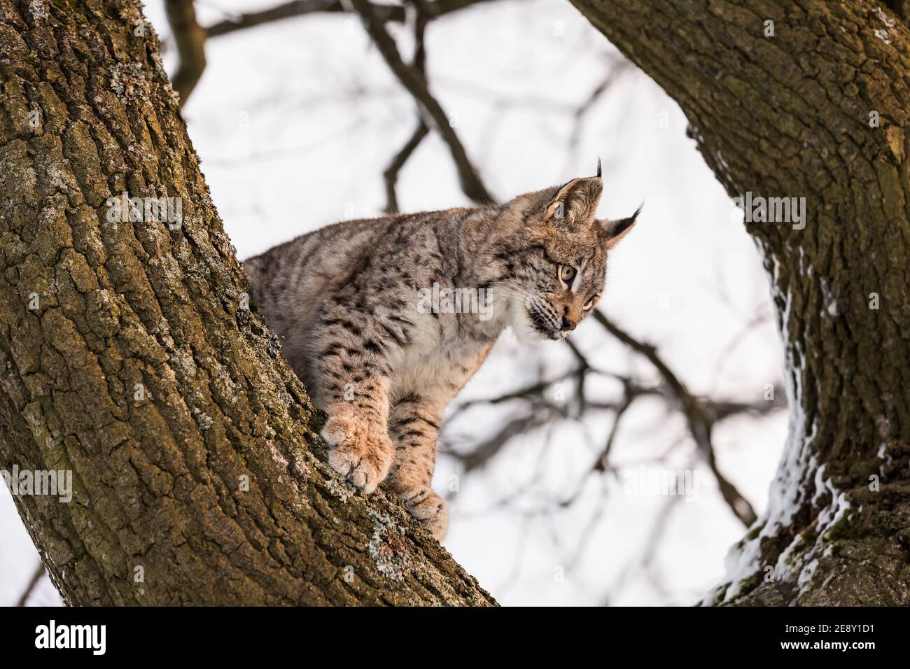 Eurasian lynx, a cub of a wild cat on a tree. A young lynx in the wild ...