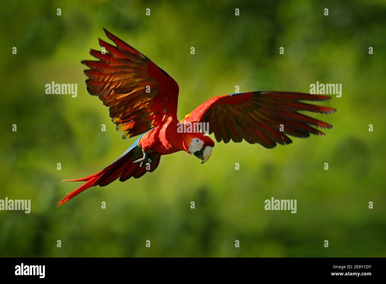 Red parrot flying in dark green vegetation. Scarlet Macaw, Ara macao ...