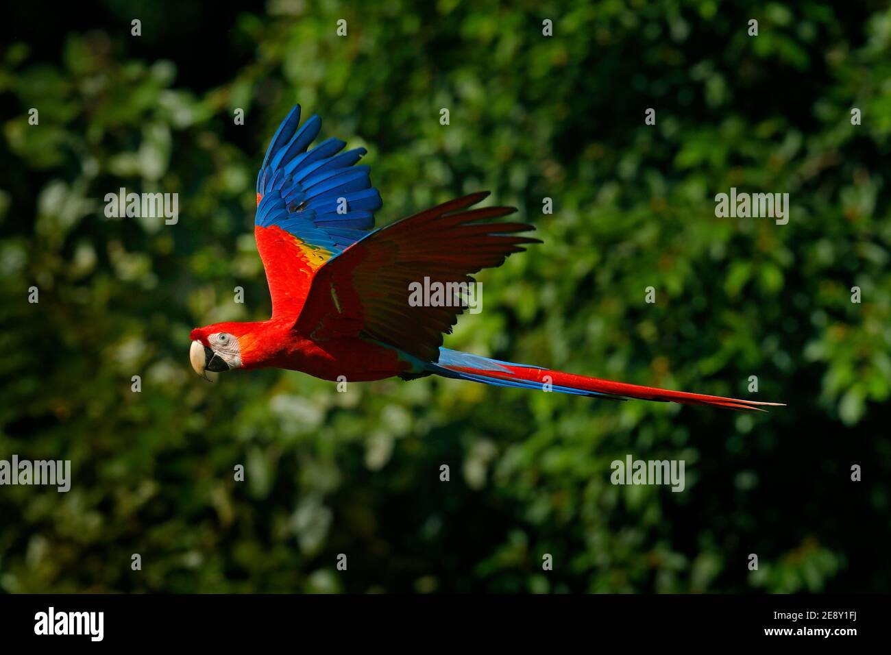 Red parrot flying in dark green vegetation. Scarlet Macaw, Ara macao ...