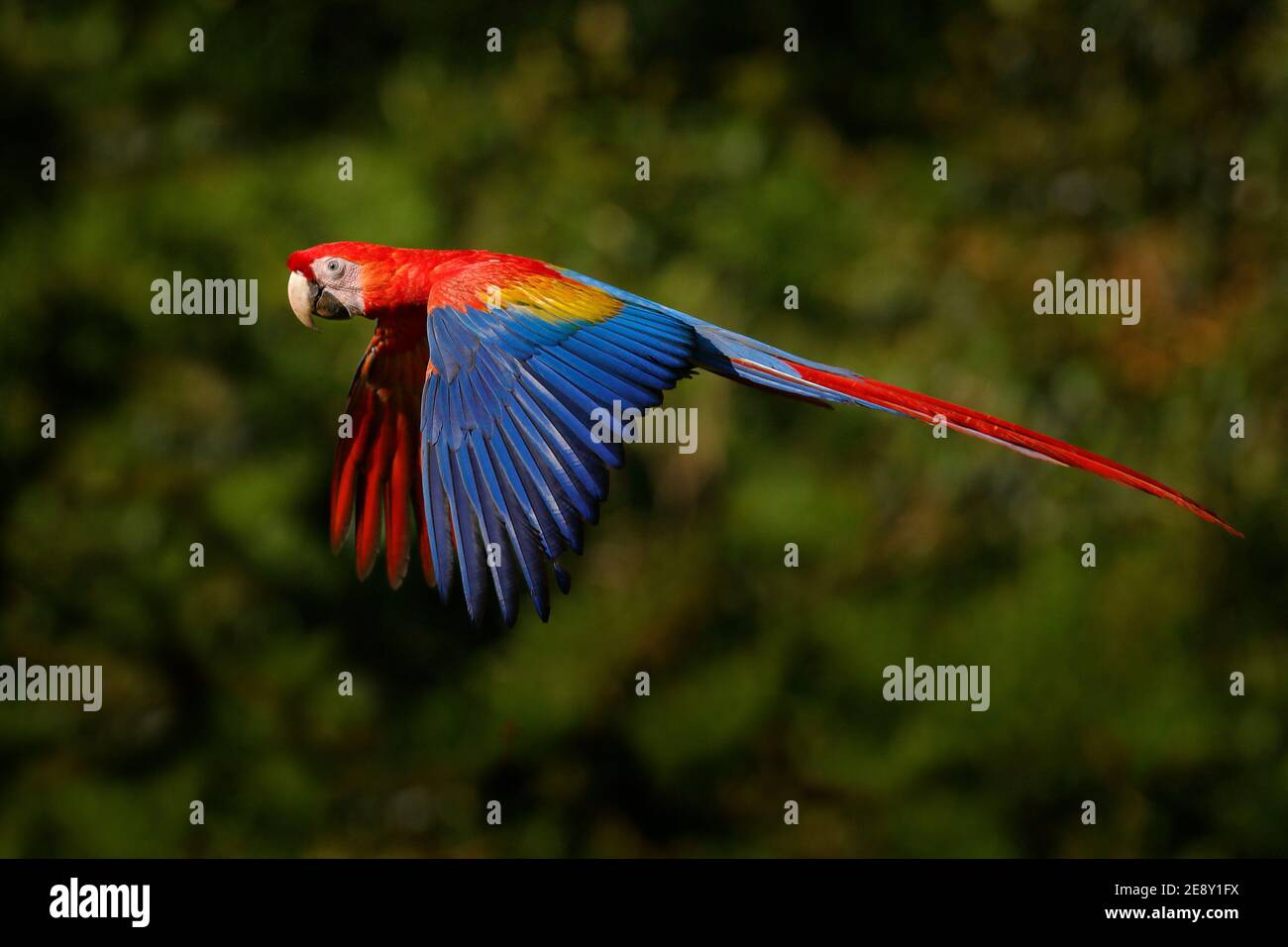 Scarlet macaw in flight hi-res stock photography and images - Alamy