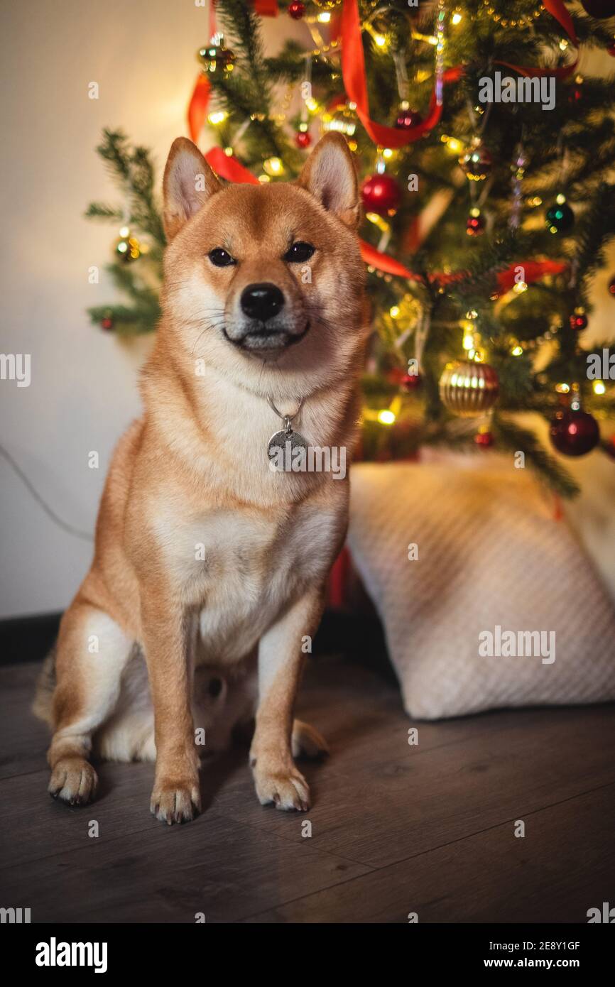 snow red shiba inu winter set Stock Photo - Alamy