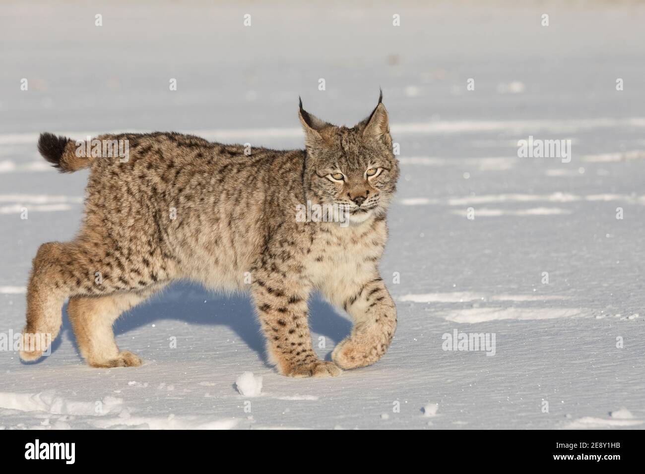 Lynx cat hi-res stock photography and images - Alamy