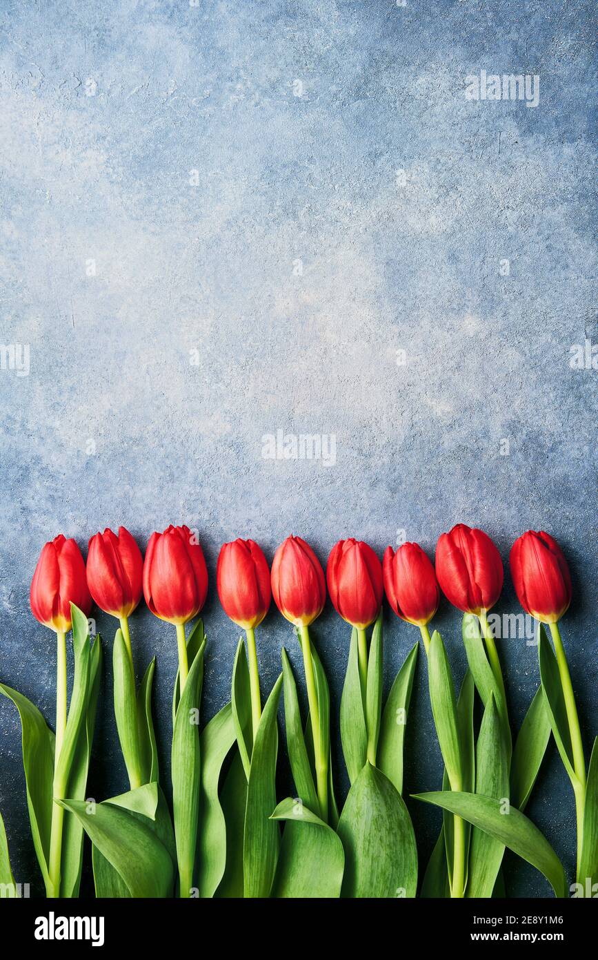 Border of bright red tulips on a blue background. Greeting card, top ...