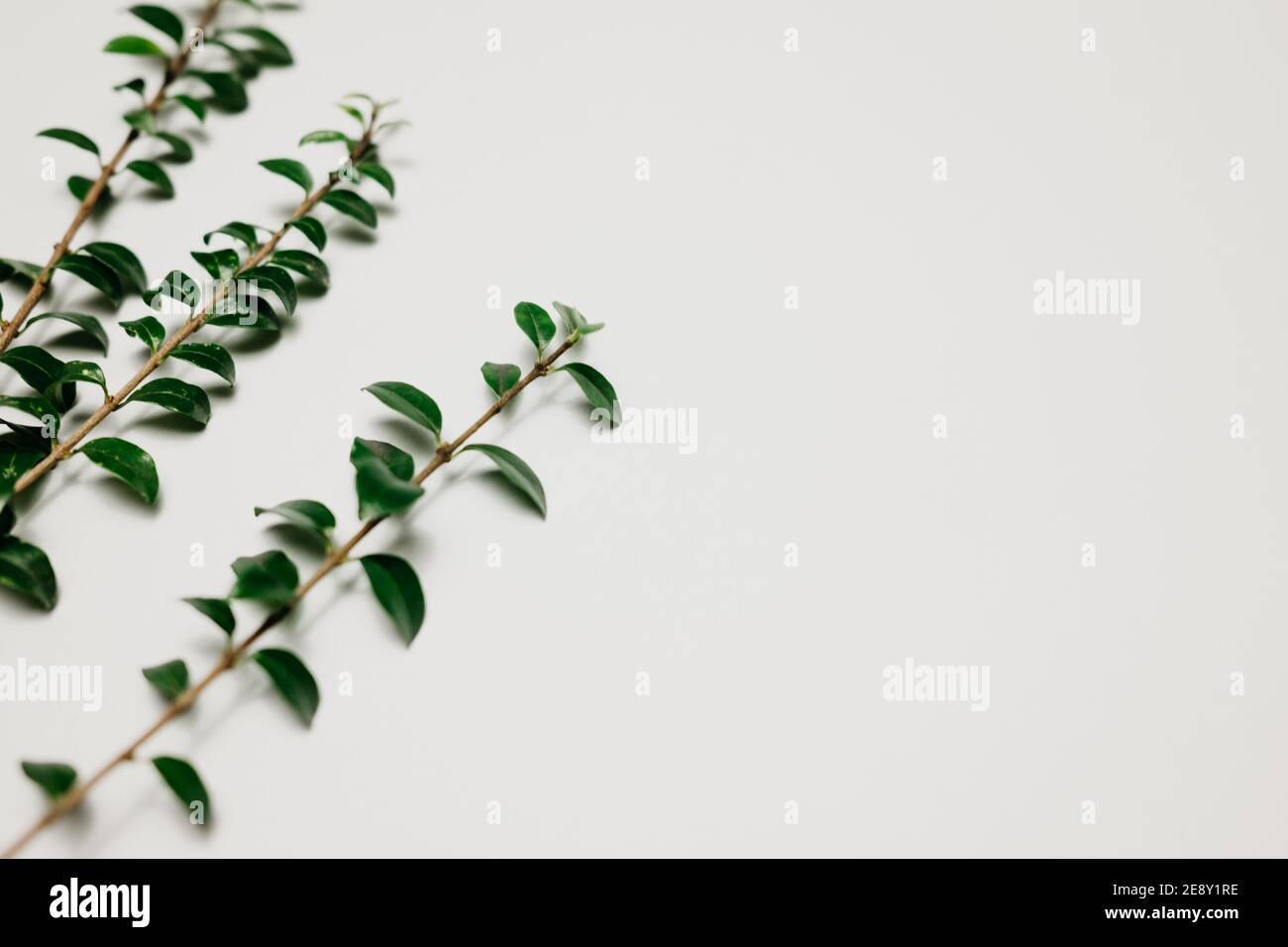 Multiple green leaves hi-res stock photography and images - Alamy