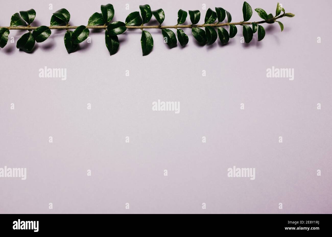 Multiple Green Leaves High Resolution Stock Photography and Images - Alamy