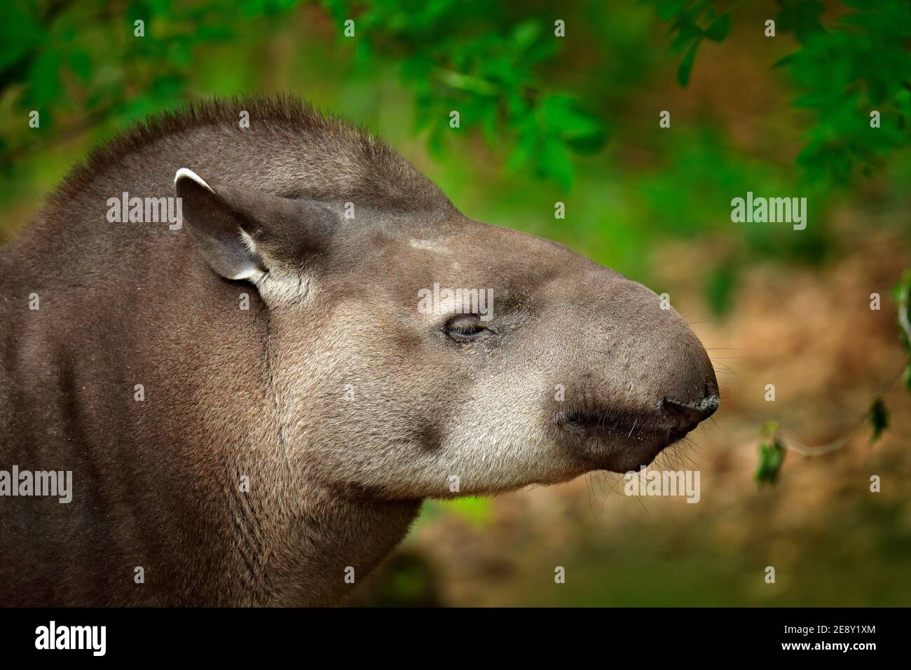 Tapir in nature. South American Tapir, Tapirus terrestris, in green ...