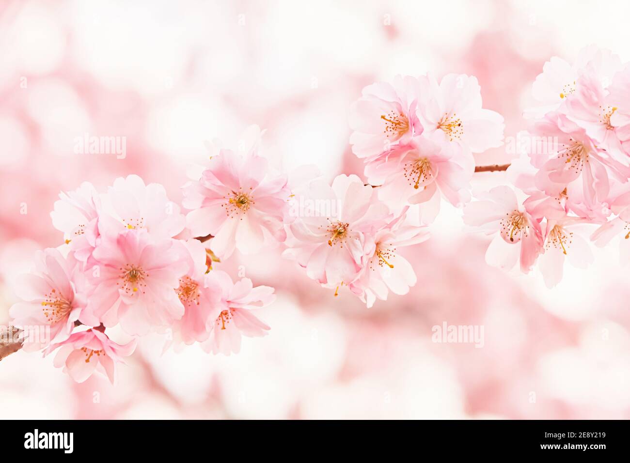 Pink Cherry blossom branch in bloom at the blurred background. Spring ...
