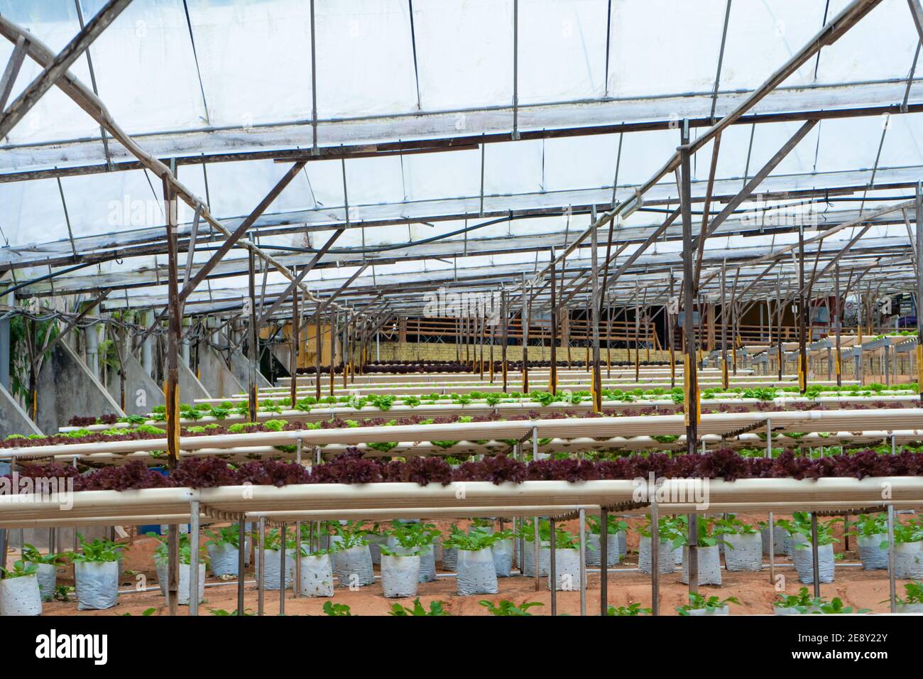 Modern greenhouse for growing salads with irrigation system. Industrial ...