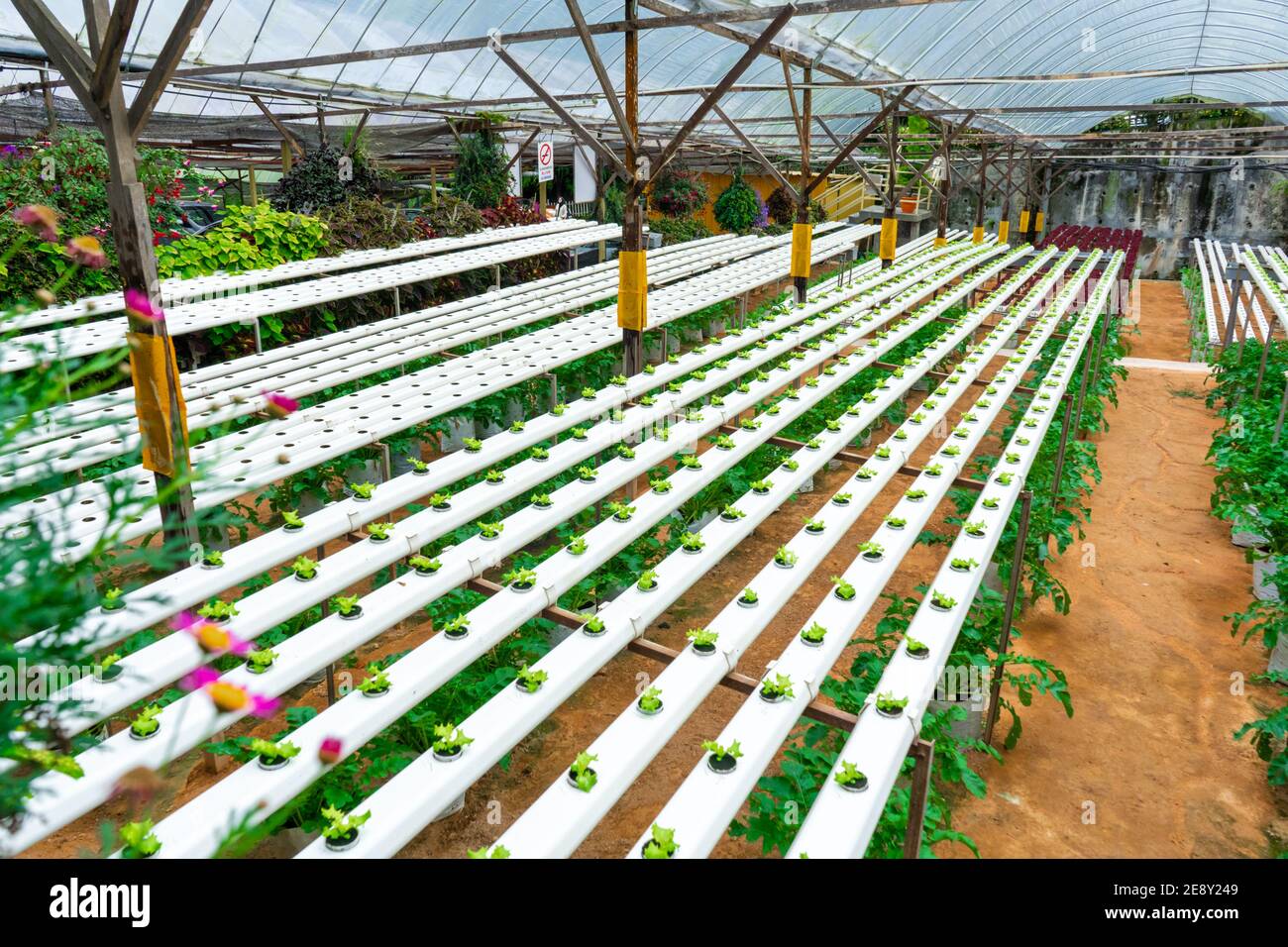 Modern greenhouse for growing salads with irrigation system. Industrial ...