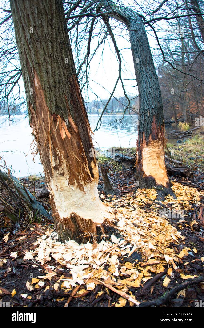 Beaver bite marks on the bank of lake Griebnitzsee in Berlin Stock ...