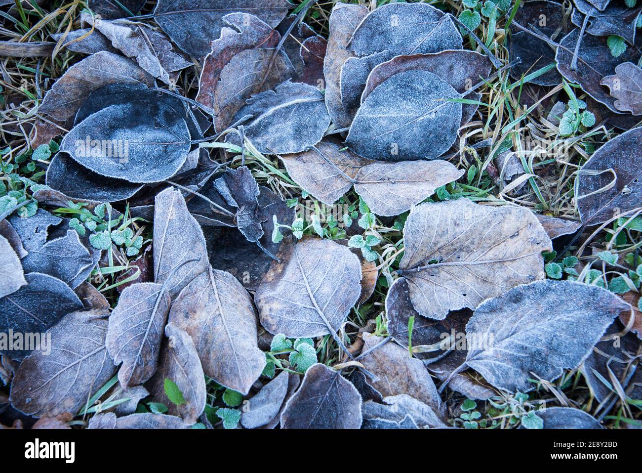 Frozen leaves in a hayfield Stock Photo - Alamy