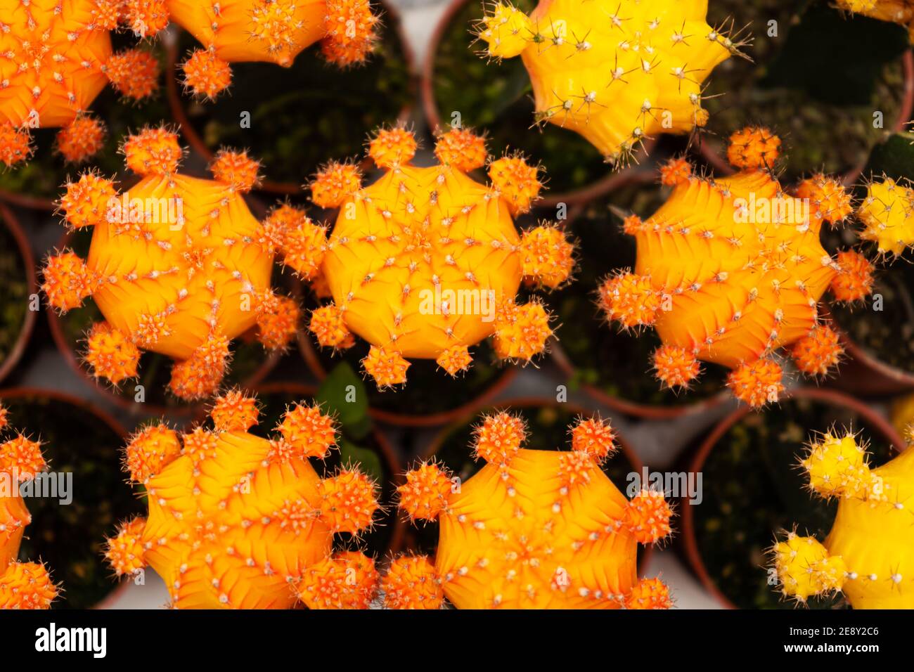 Cacti of different shapes and breeds on the cactus farm. Plants for ...
