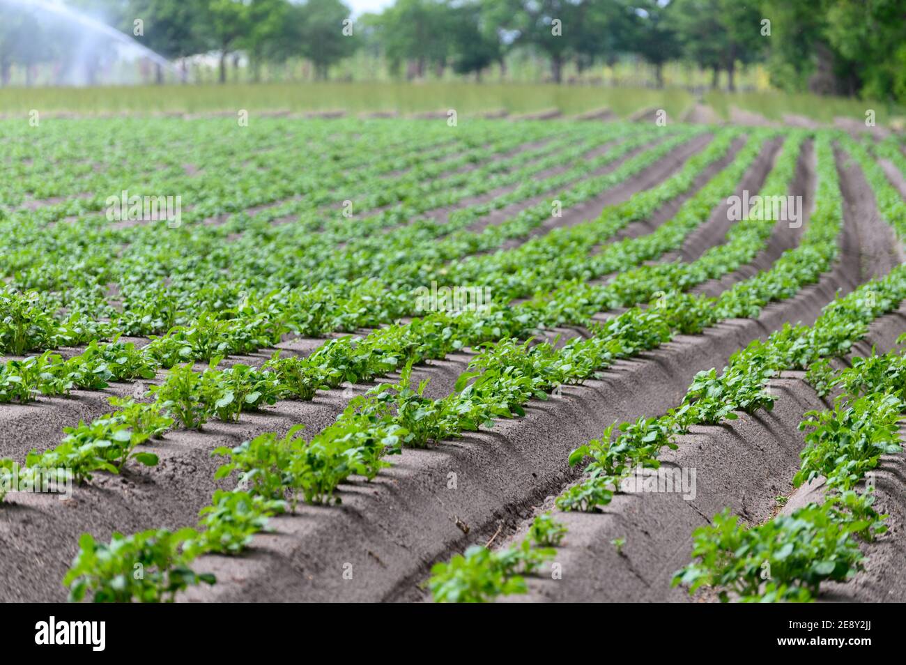 Young potato plants growing in rows on farm field in springtime Stock ...