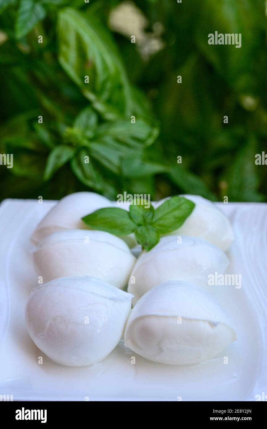 Fresh soft white italian cheese mozzarella buffalo made from Italian ...