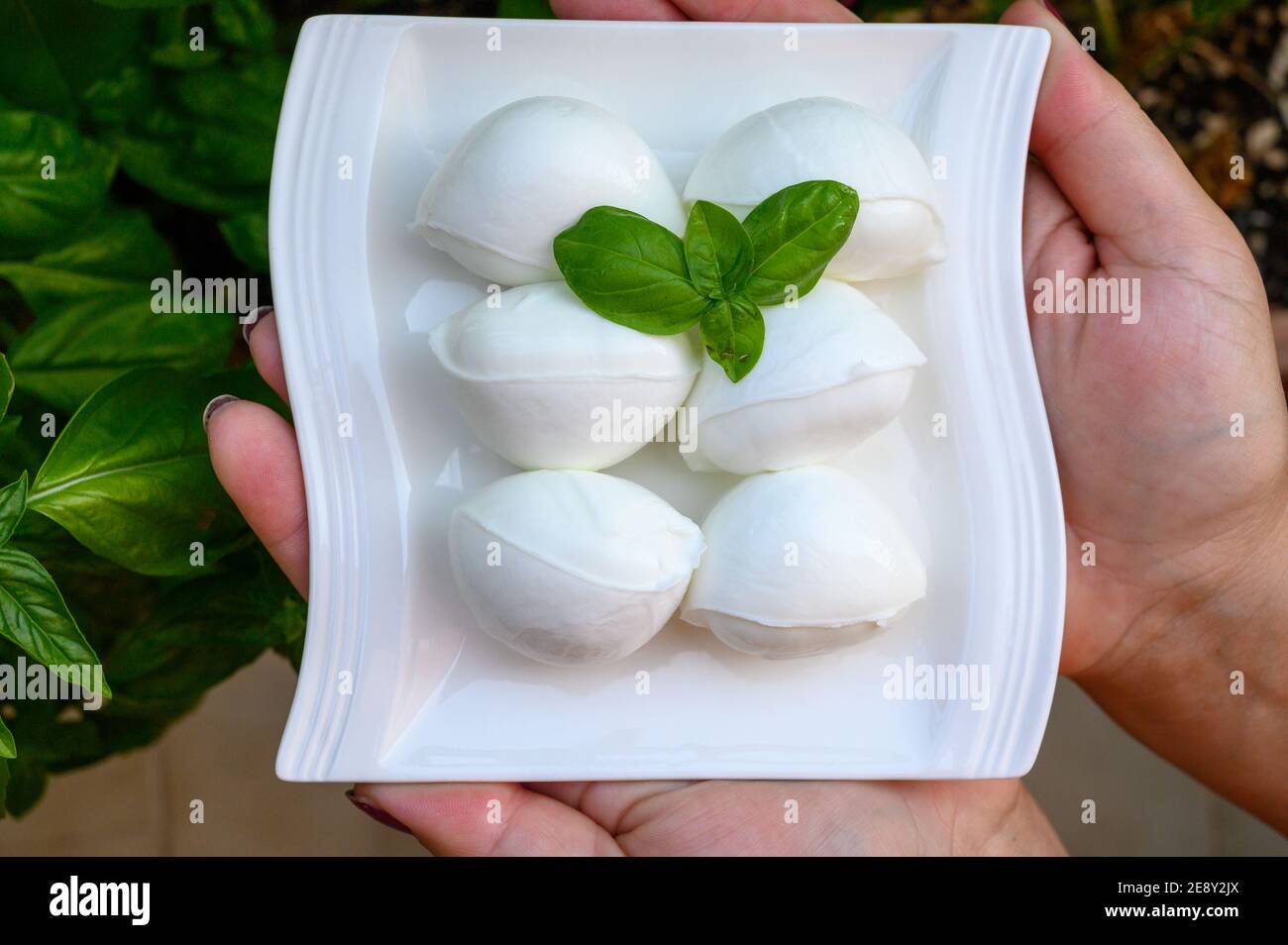 Fresh soft white italian cheese mozzarella buffalo made from Italian ...