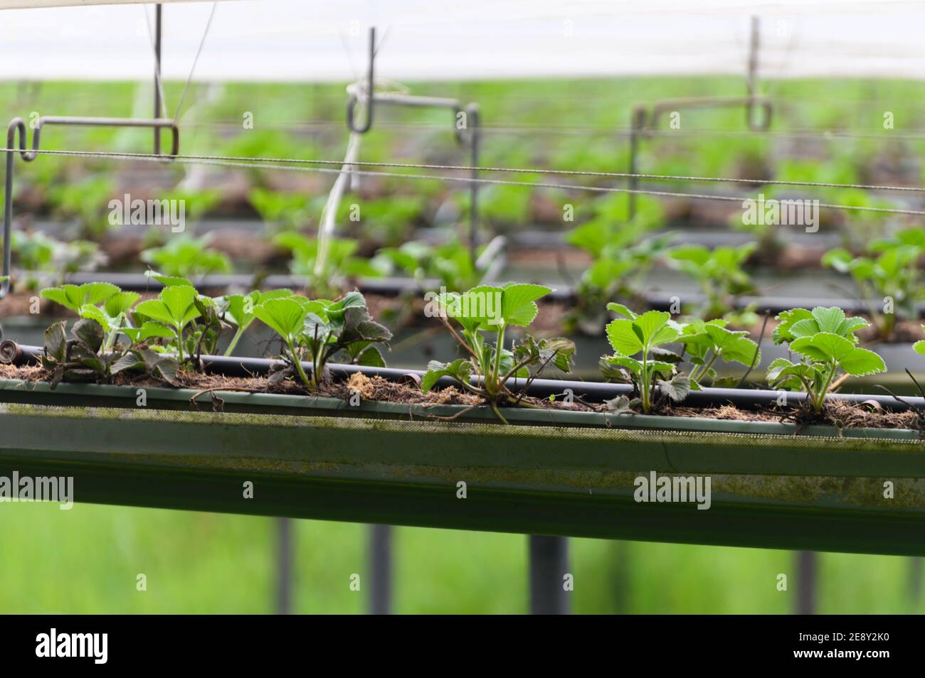Bio farming in Netherlands, outdoor hydroponic shelved systems for ...