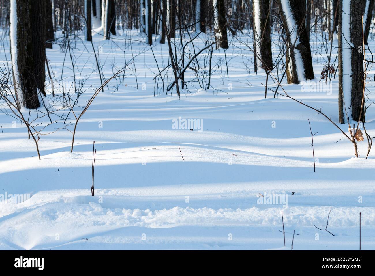 Forest shadows on snow hi-res stock photography and images - Alamy