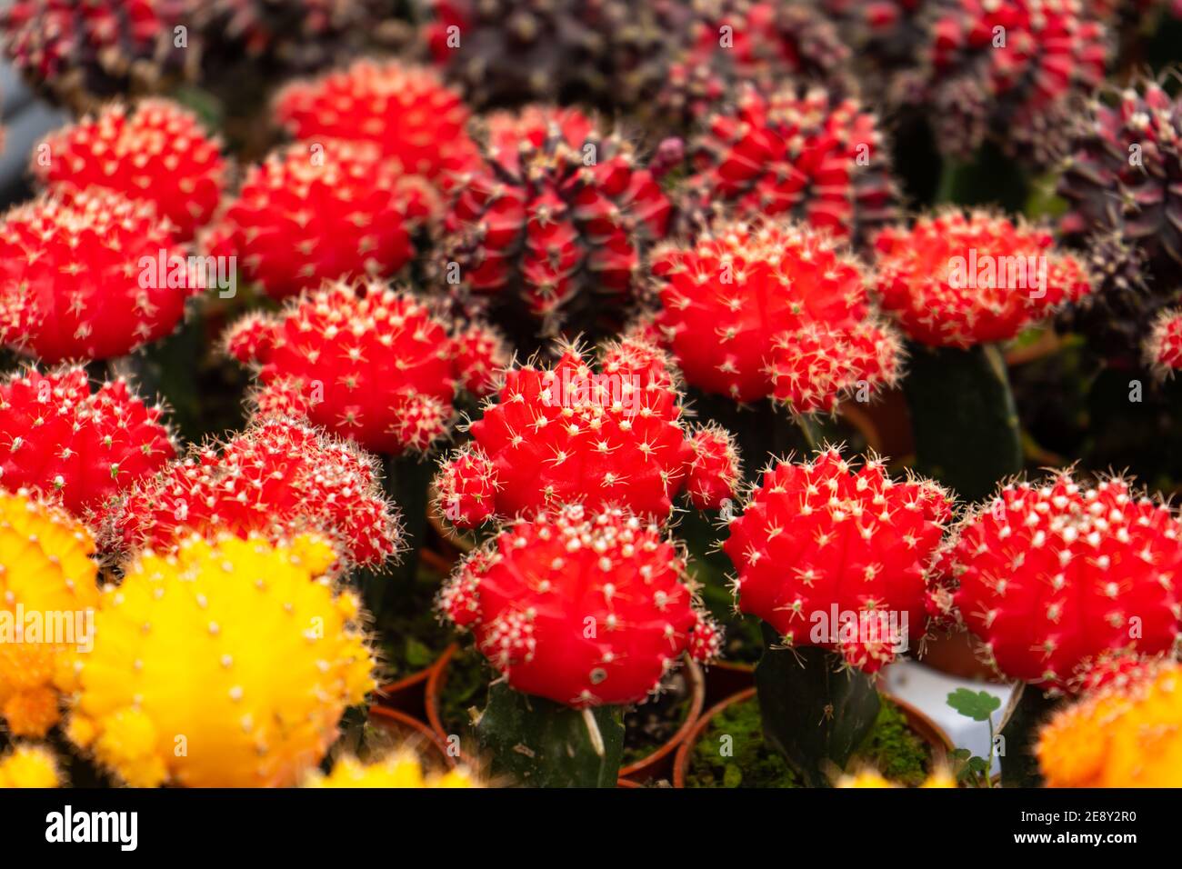 Cacti of different shapes and breeds on the cactus farm. Plants for ...