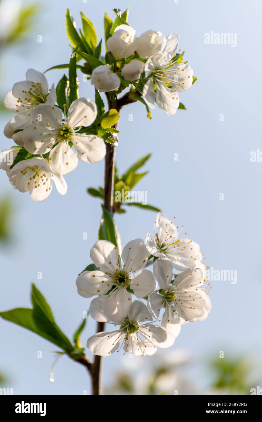 Spring white blossom of sour cherry berry trees in orchard in sunny day ...