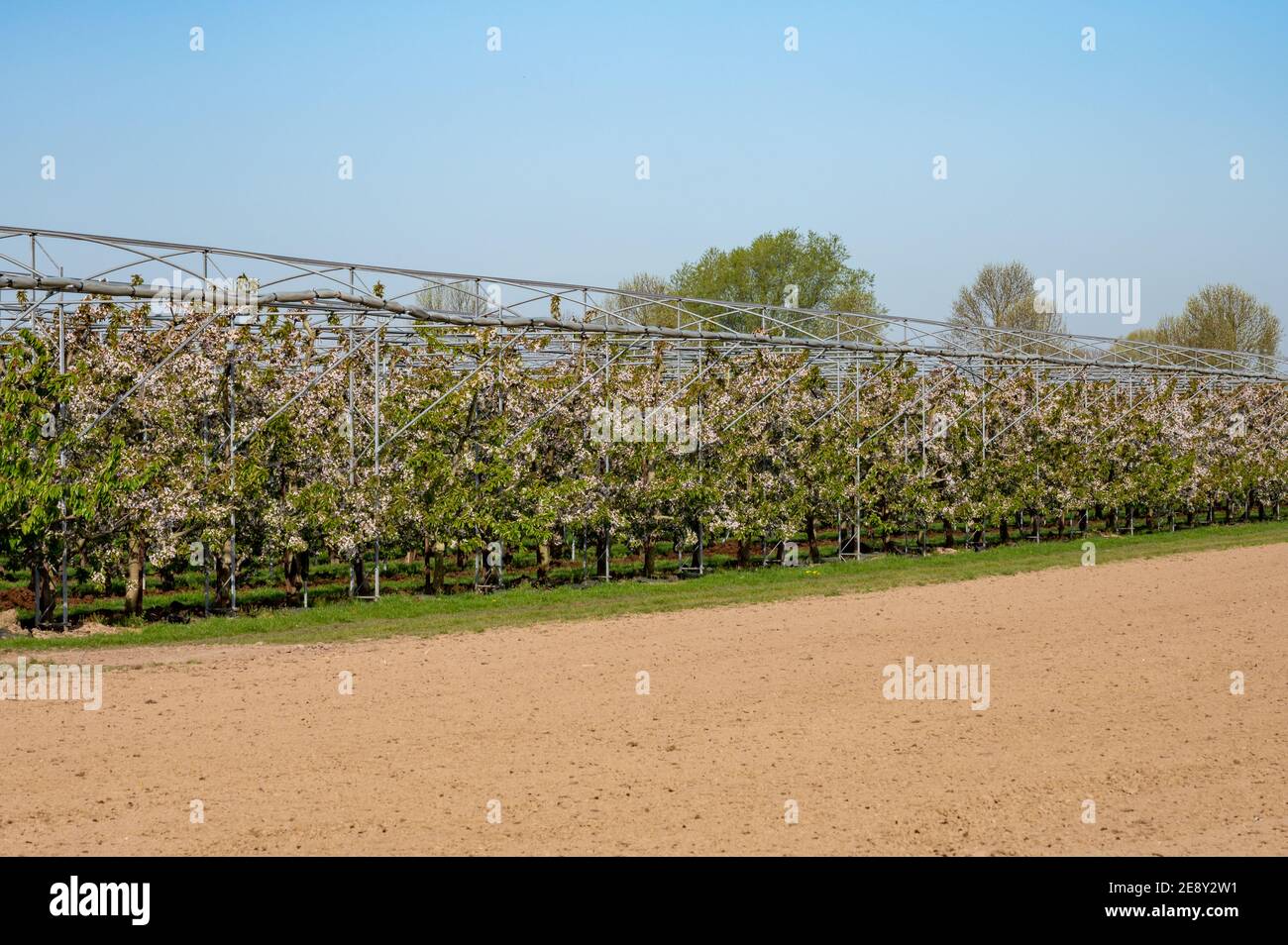 Rows of cherry trees with white blossom in fruit orchard with bird ...