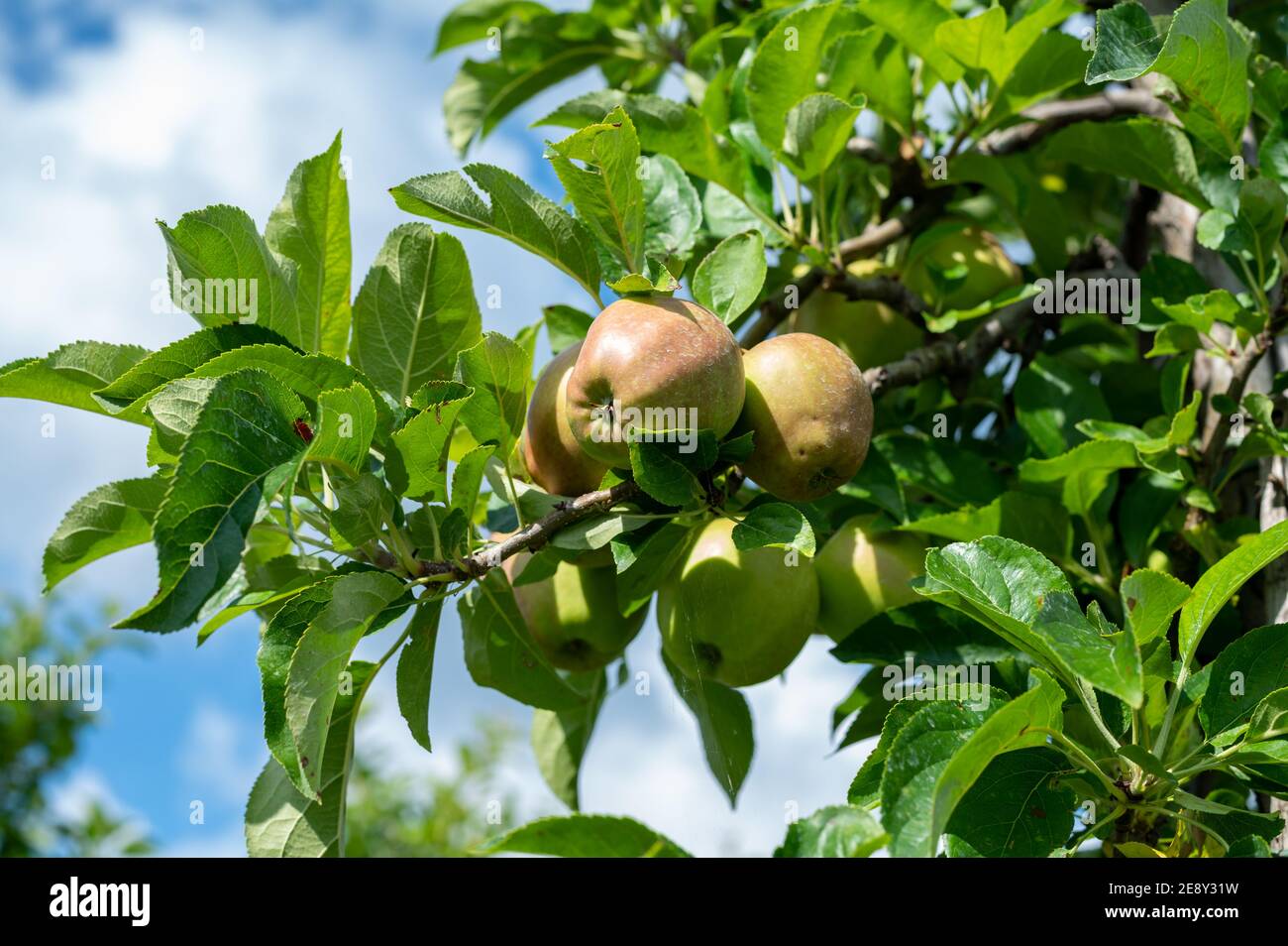 Green organic orchards with rows of apple trees with ripening fruits in ...