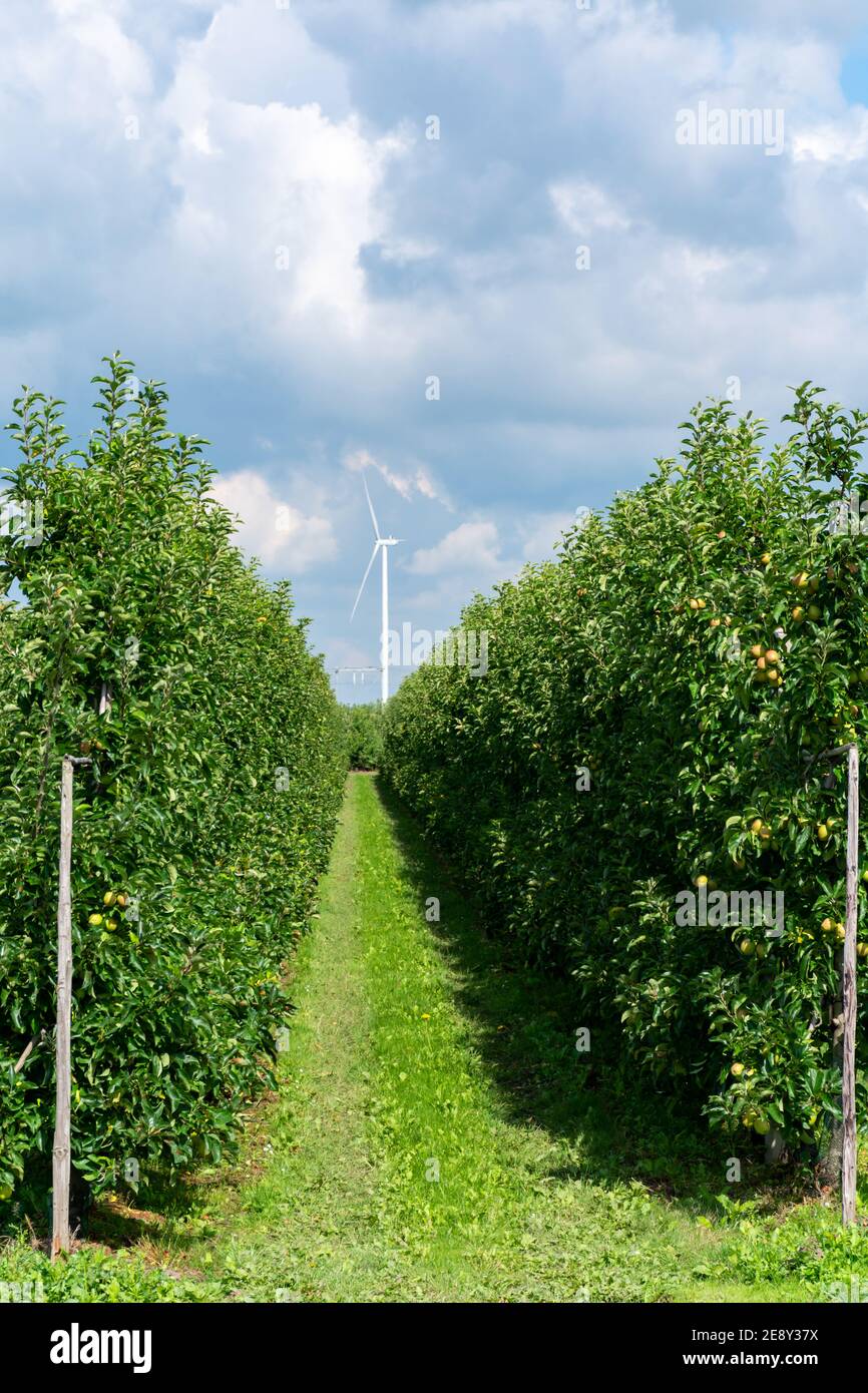 Green organic orchards with rows of apple trees with ripening fruits in ...