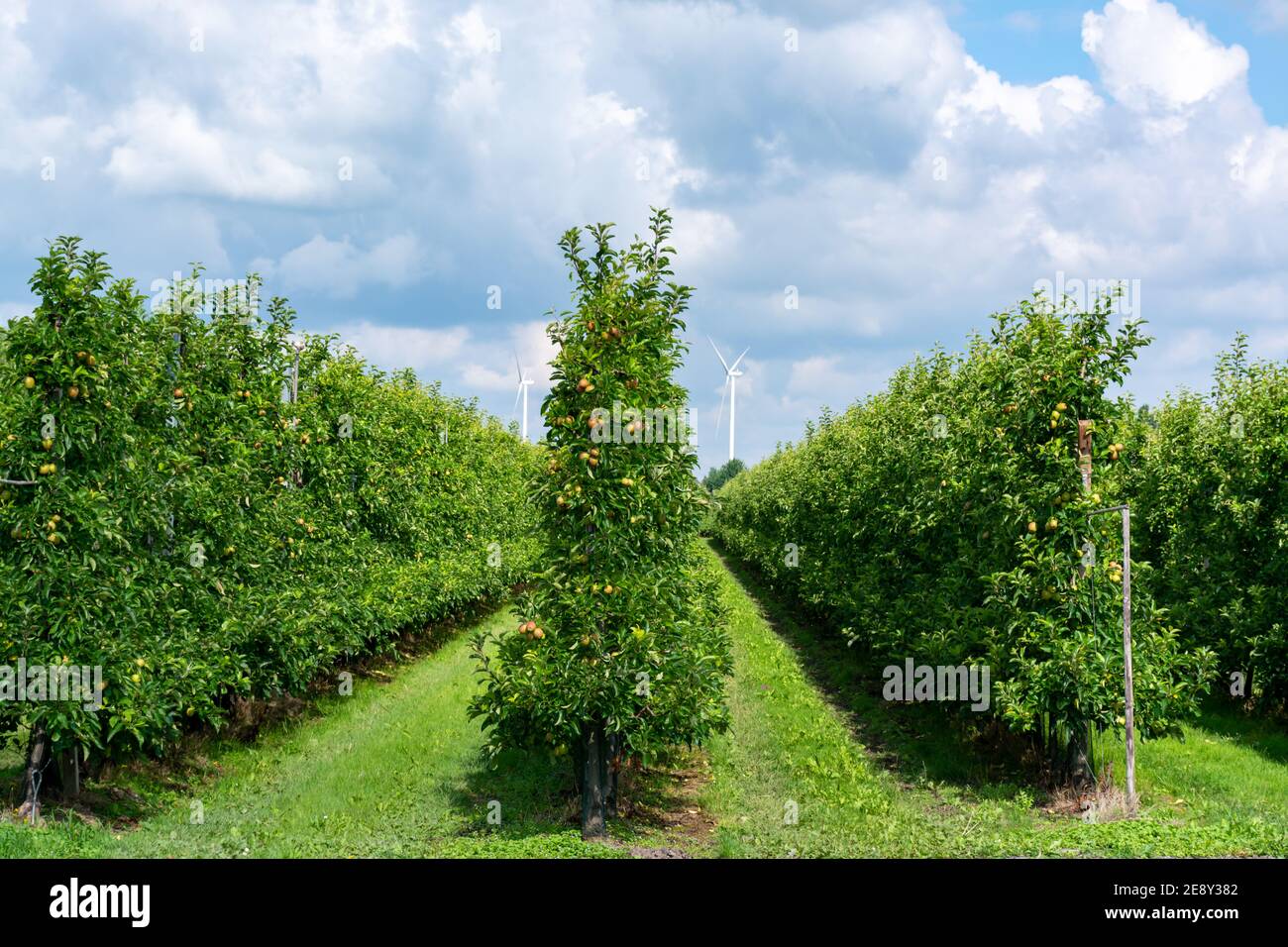 Green organic orchards with rows of apple trees with ripening fruits in ...