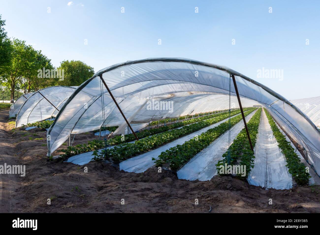 Cultivation of strawberry fruits using the plasticulture method, plants ...