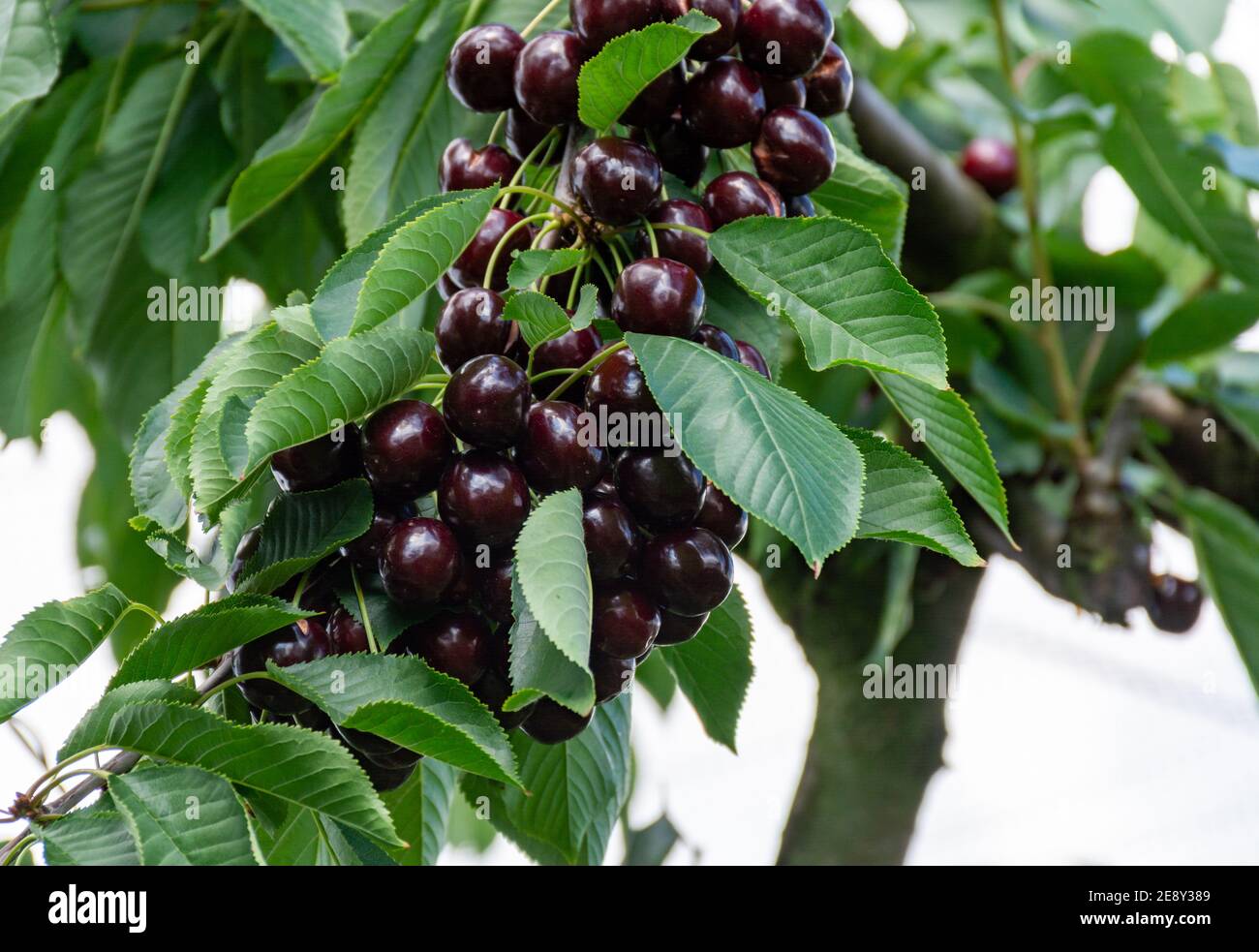 New harvest of big dark ripe sweet cherries on cherry trees plantation ...