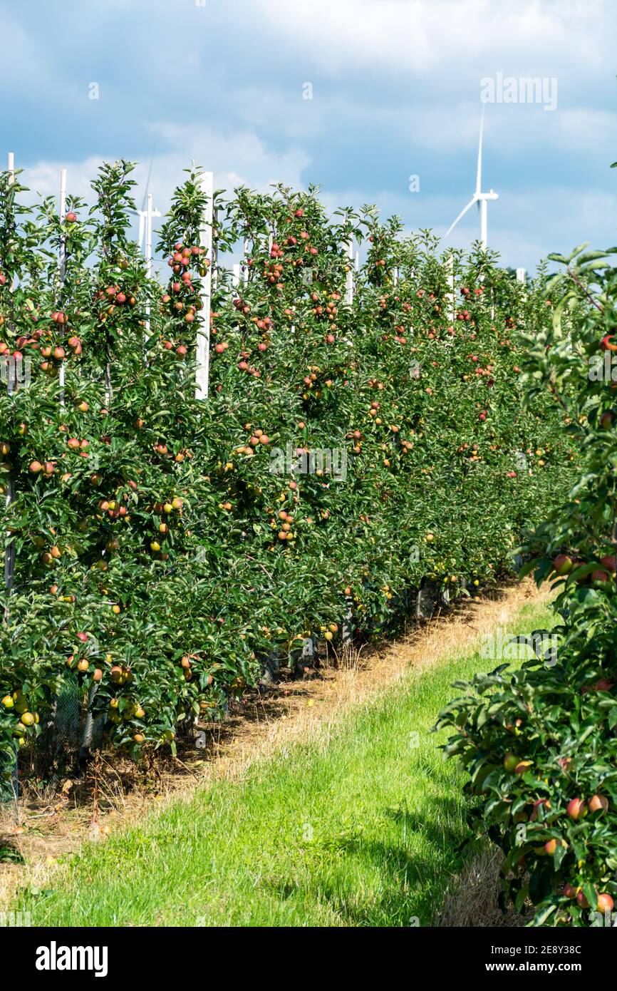 Green organic orchards with rows of apple trees with ripening fruits in ...