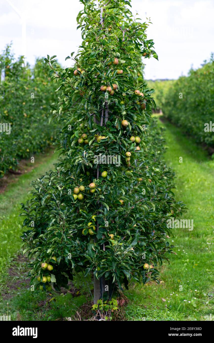 Green organic orchards with rows of apple trees with ripening fruits in ...