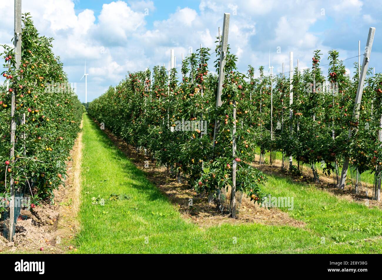 Green organic orchards with rows of apple trees with ripening fruits in ...