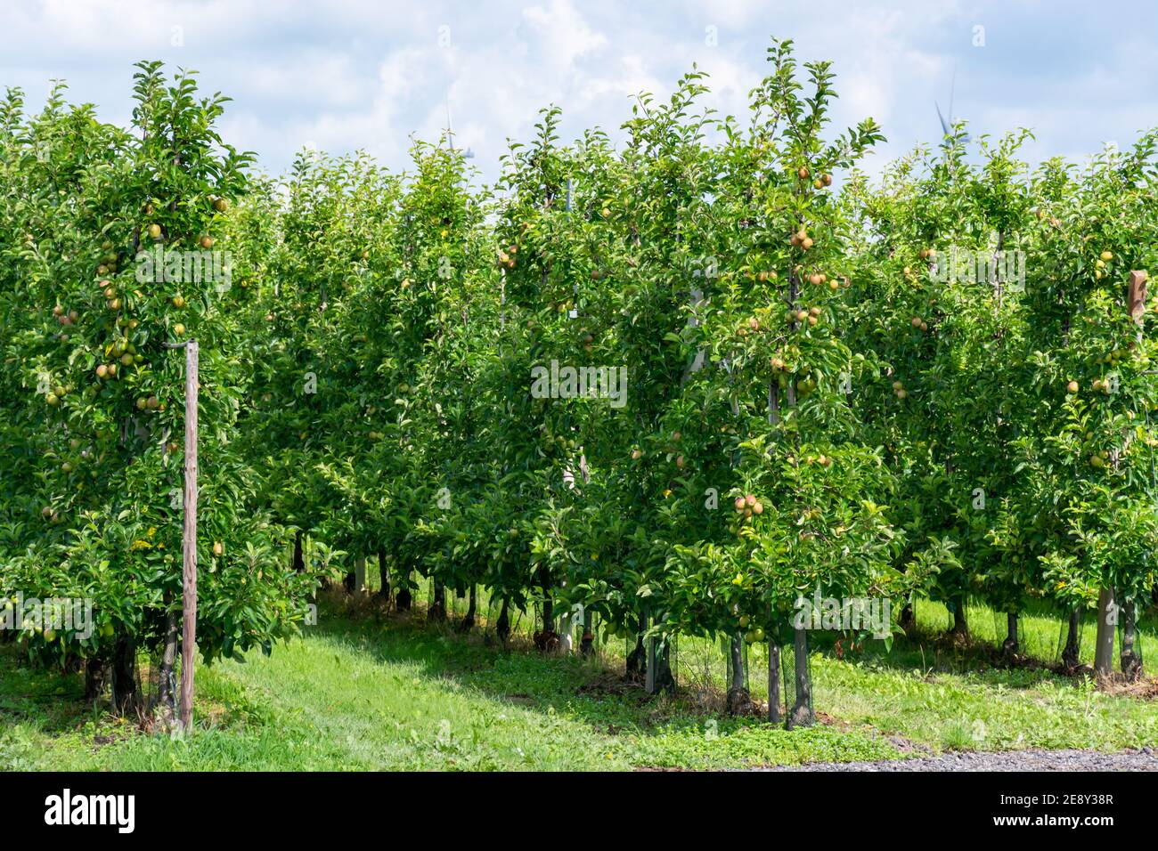 Green organic orchards with rows of apple trees with ripening fruits in ...