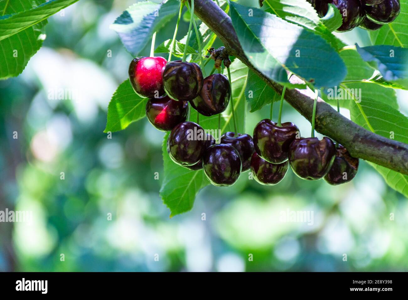 New harvest of big dark ripe sweet cherries on cherry trees plantation ...