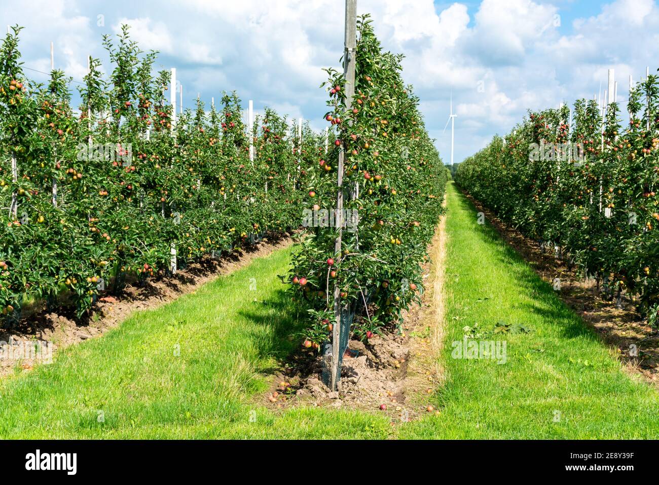 Green organic orchards with rows of apple trees with ripening fruits in ...