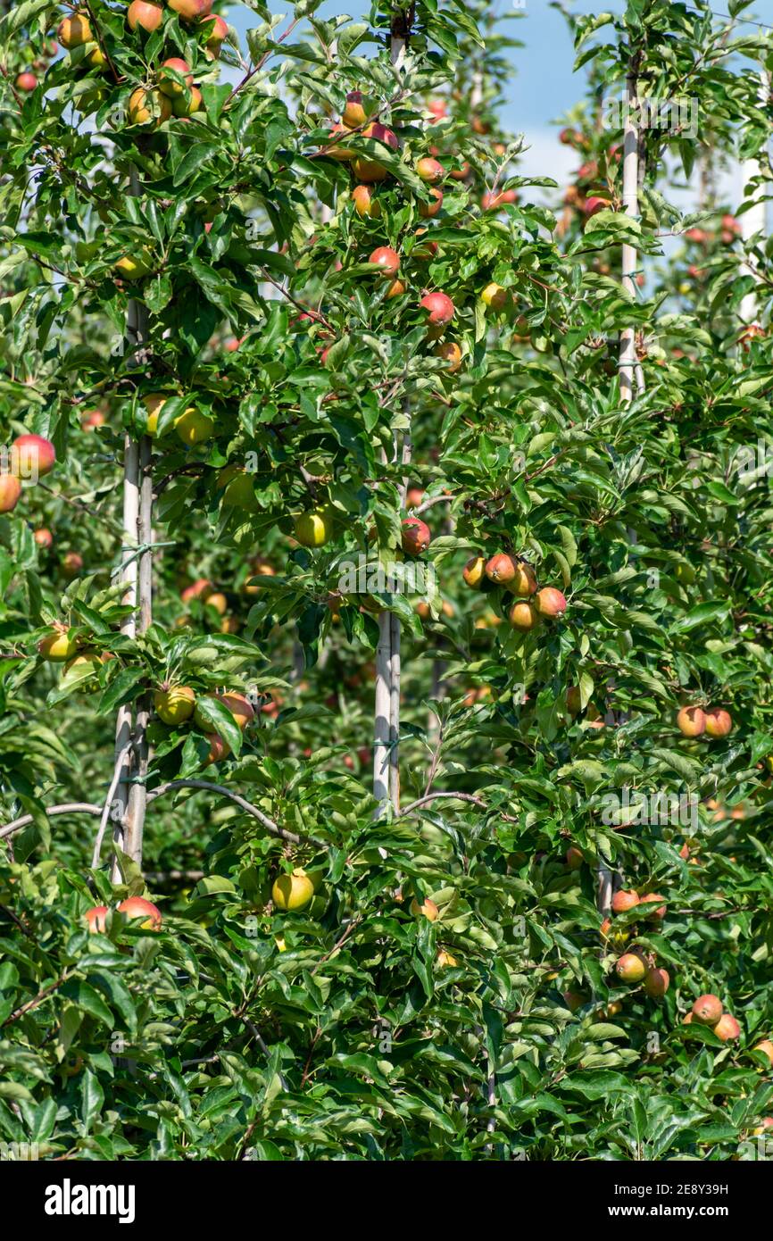 Green organic orchards with rows of apple trees with ripening fruits in ...