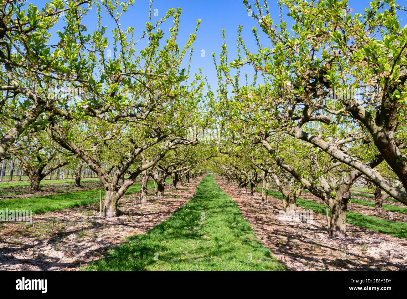 The old plum trees hi-res stock photography and images - Alamy